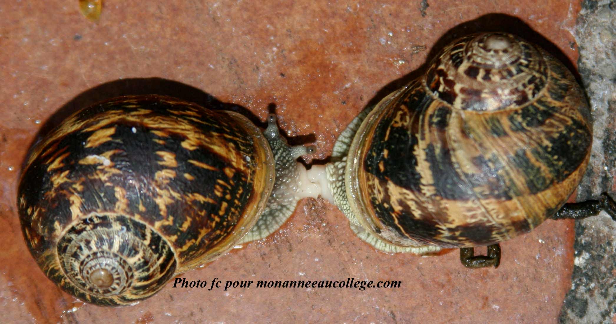 , www.monanneeaucollege.com